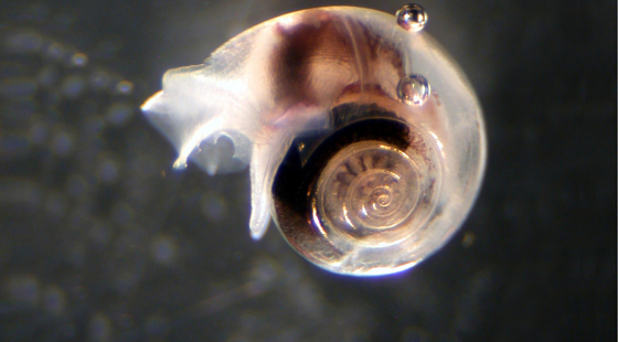 Pteropods