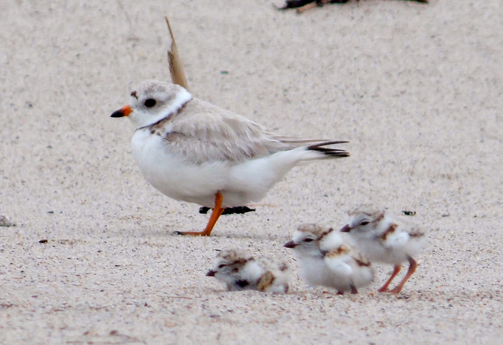 Seabirds and Shorebirds | Sailors for the Sea