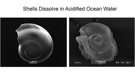 Pteropods