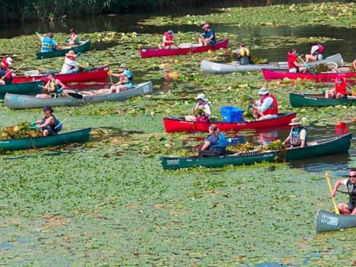 Water Chestnut Removal